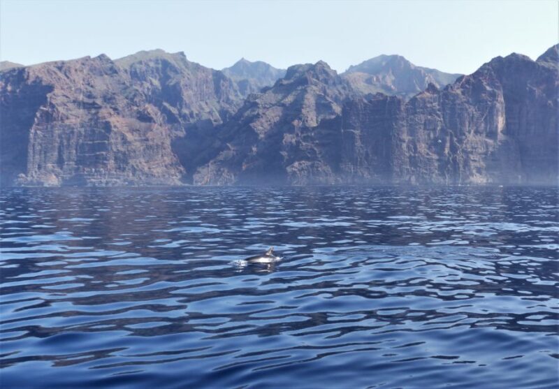 Tenerife: Los Gigantes Whale Watching Cruise by Sail Boat - The Value of This Experience