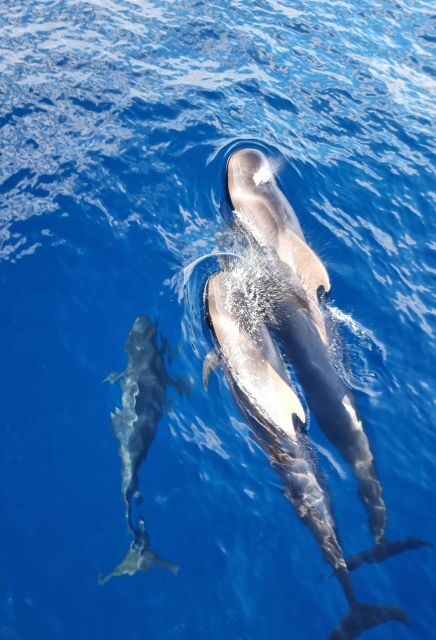 Tenerife: Marine-Life Tour with Transfer, Buffet and Drinks - The Overall Experience  