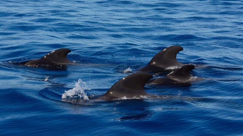 Tenerife: Ocean Pack Jet Ski and Yacht Whale Watching - Exploring the Tenerife Ocean Pack Tour in Detail