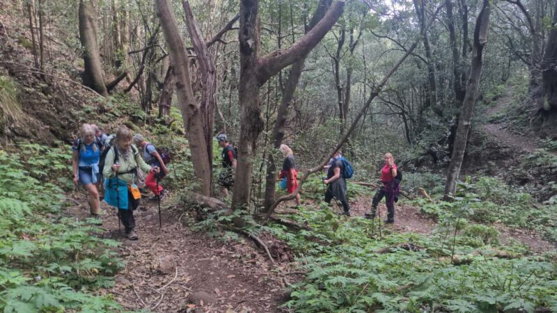 Tenerife: Panoramic Laurel Forest Guided Hike and local food - Why Youll Love This Guided Hike in Tenerife