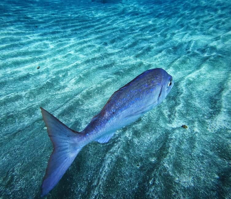 Tenerife: Private Scuba DivingCertified Instructor & Photos - Key Points