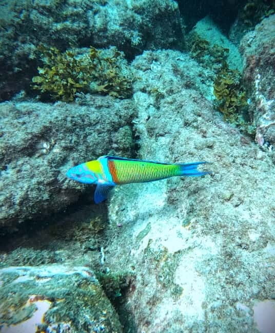 Tenerife: Private Scuba DivingCertified Instructor & Photos - What Makes This Private Experience Stand Out?