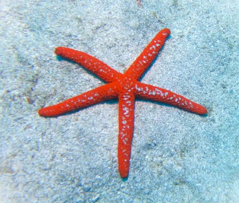 Tenerife: Private Scuba DivingCertified Instructor & Photos - The Value of This Experience