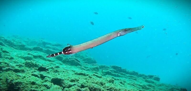 Tenerife: Private Scuba DivingCertified Instructor & Photos - FAQs