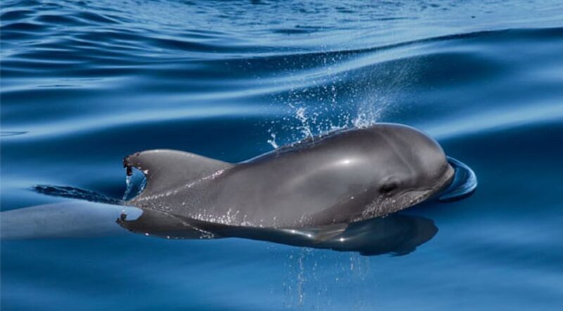 Tenerife: Private Sunset Charter with Drinks and Tapas - Final Thoughts