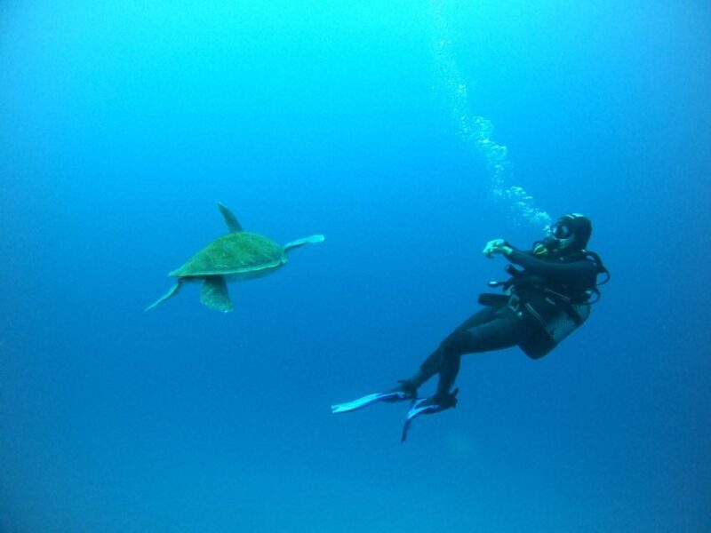 Tenerife: Puerto Colon Certified Scuba Dive by Speed Boat - What Makes This Dive Experience Stand Out?