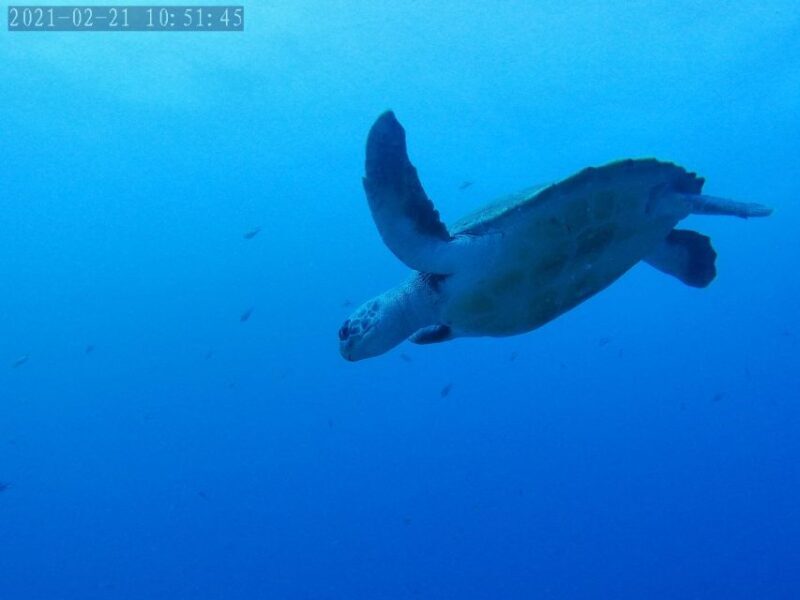 Tenerife: Puerto Colon Certified Scuba Dive by Speed Boat - The Dive Sites and Marine Life