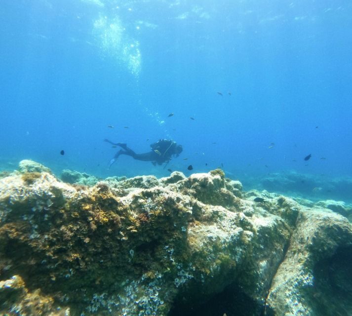Tenerife: Puerto Colon Certified Scuba Dive by Speed Boat - Reviews and Real Experiences