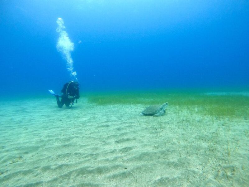 Tenerife: Puerto Colon Certified Scuba Dive by Speed Boat - Who is This Tour Best For?
