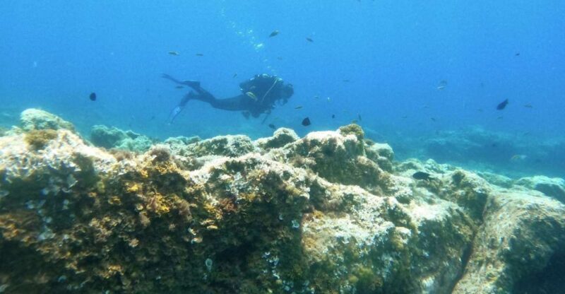 Tenerife: Puerto Colon Certified Scuba Dive by Speed Boat - Who Might Want to Consider Other Options?