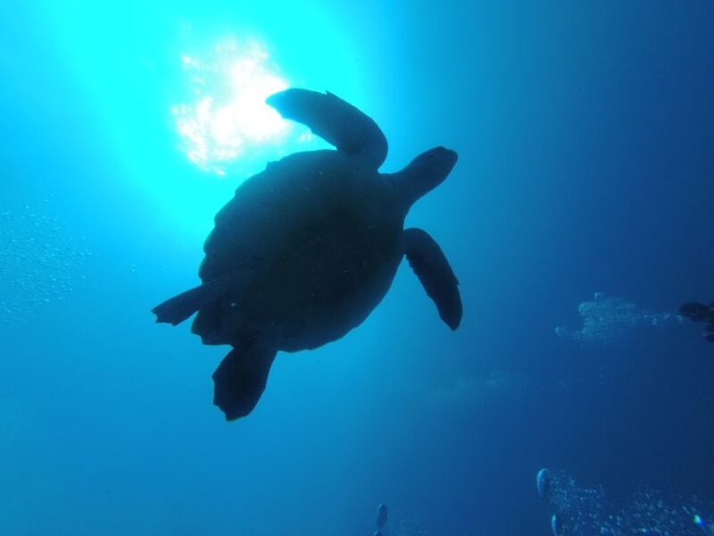 Tenerife: Puerto Colon Certified Scuba Dive by Speed Boat - Closing Thoughts