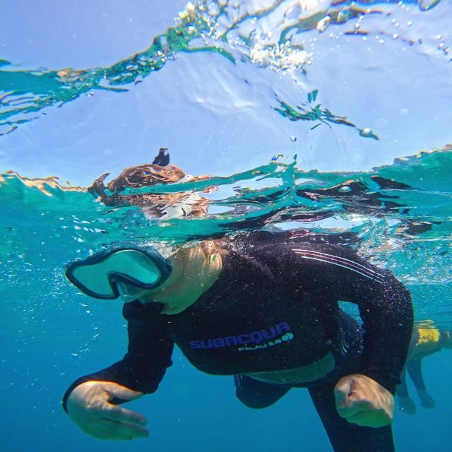 Tenerife: Puerto Colon Snorkel Safari by Speed Boat - The Experience: What Will You Feel & See?