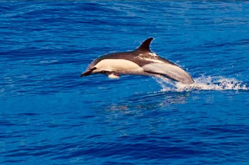 Tenerife: Sailboat Tour Whale Watching Food and Snorkeling - Why This Tour Works Well