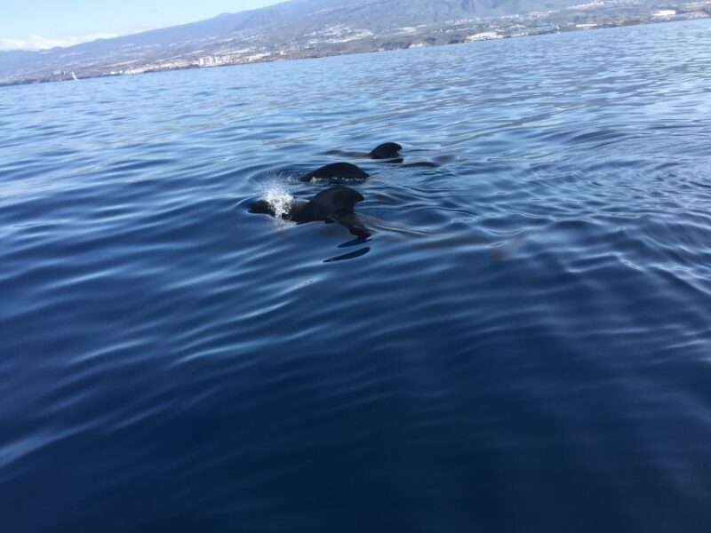Tenerife: Sailing Excursion with Whale and Dolphin Watching - Key Points  