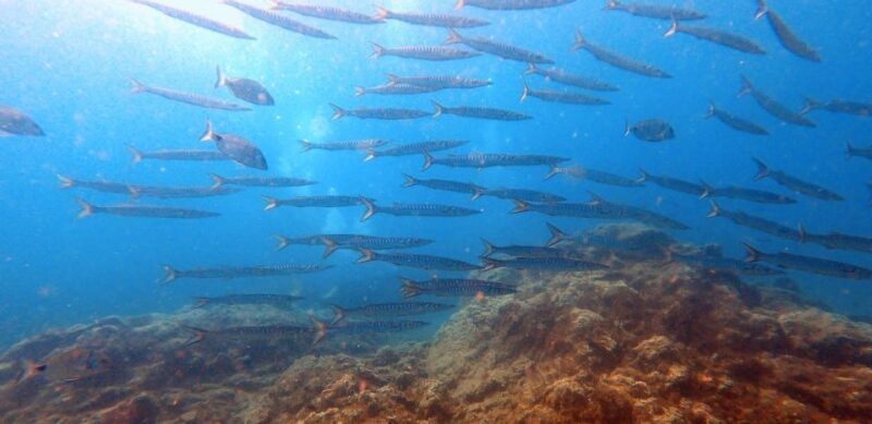 Tenerife: Scuba Diving Lesson and Abades Protected Area Dive - FAQ
