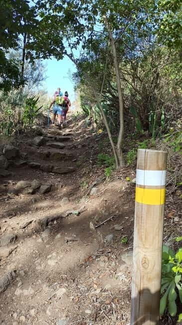 Tenerife: Senderismo Anaga, Bosque Mágico, Reserva Biosfera - Why This Tour Is a Great Value