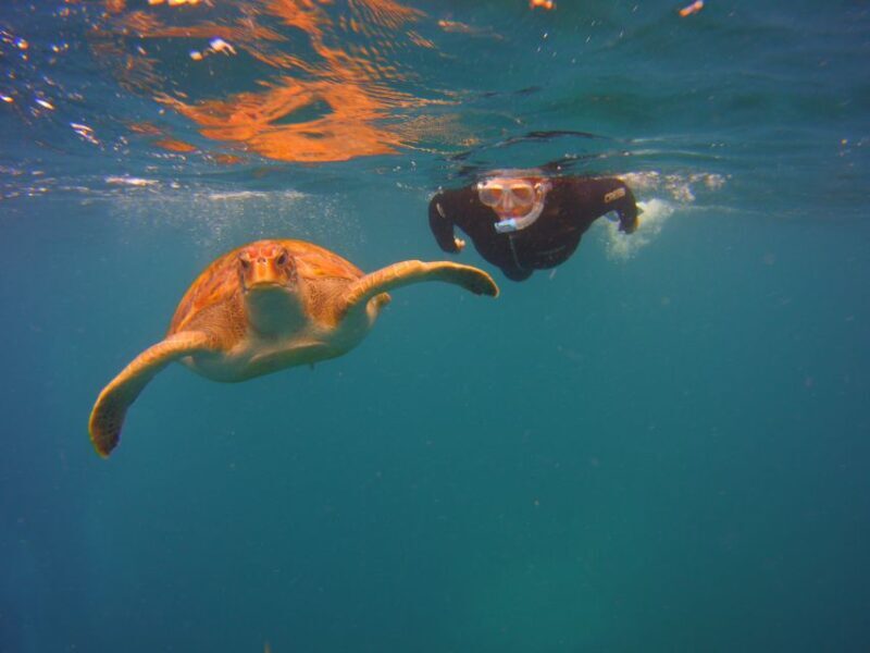 Tenerife: Snorkel with Turtles - Key Points