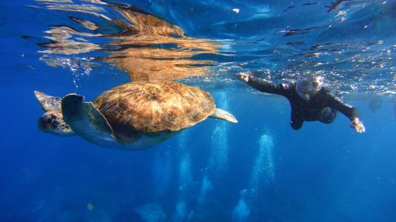 Tenerife: Snorkel with Turtles - Starting Point and Access