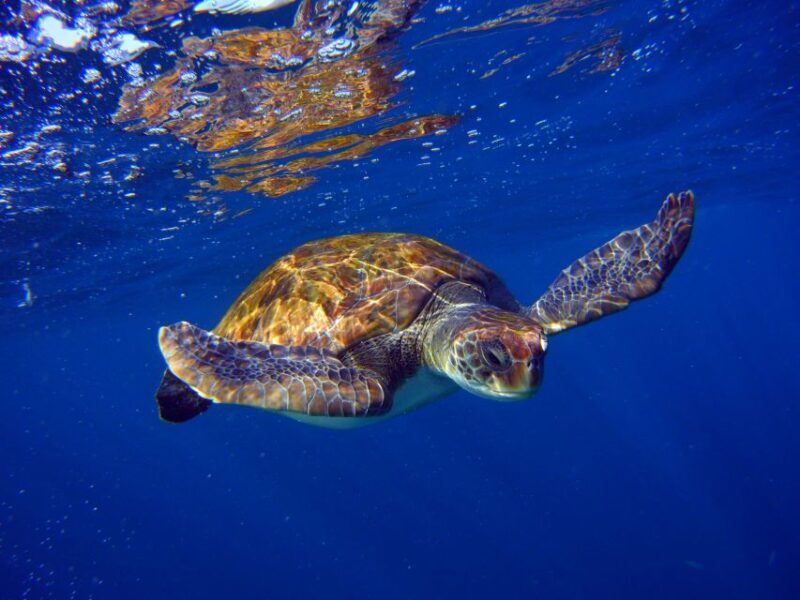 Tenerife: Snorkel with Turtles - Snorkeling in the Protected Area