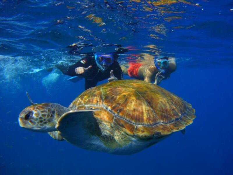 Tenerife: Snorkel with Turtles - Respectful Wildlife Encounters