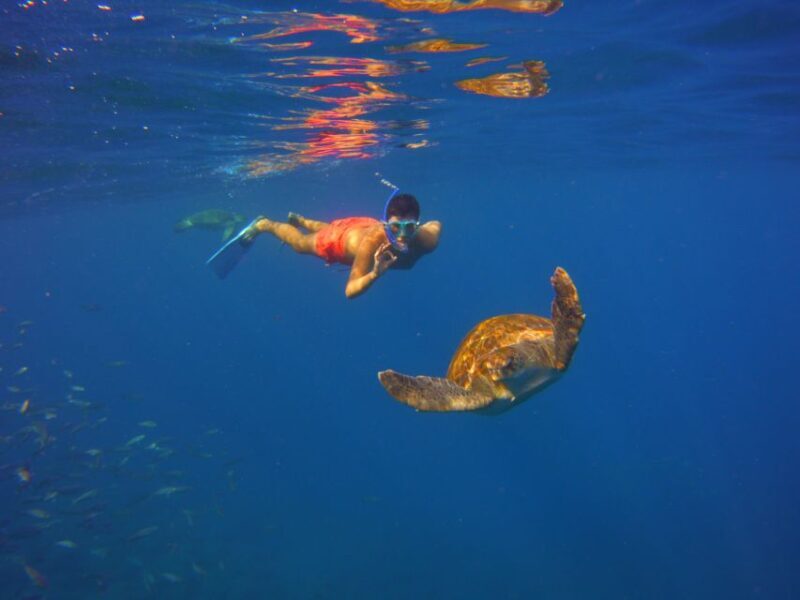 Tenerife: Snorkel with Turtles - Overall Value and Price