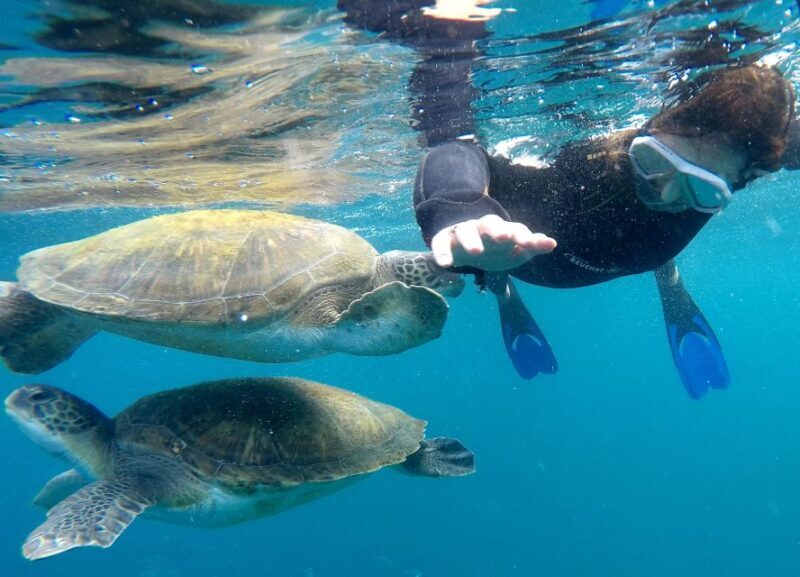 Tenerife Snorkeling boat trip in a Turtle Habitat - Key Points
