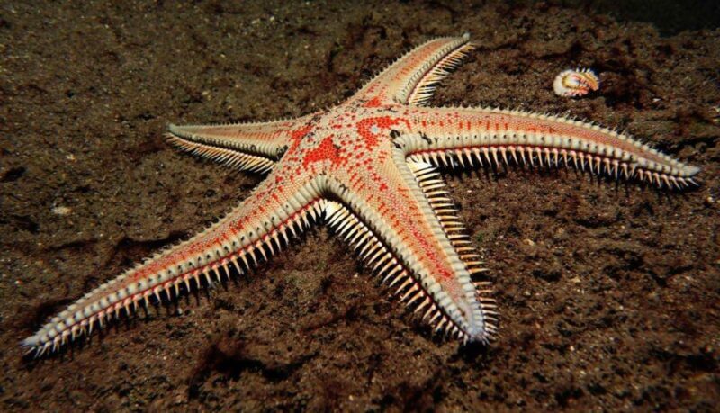 Tenerife: Snorkeling Equipment Rental in Radazul - What You Can Expect from Your Snorkeling Day