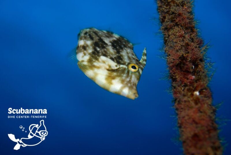 Tenerife: Snorkeling Equipment Rental in Radazul - Who Should Consider This Experience?