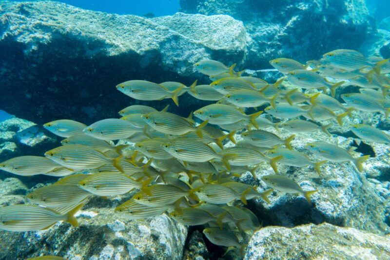 Tenerife: Snorkeling Equipment Rental in Radazul - The Sum Up