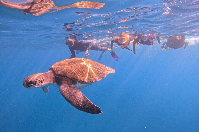 Tenerife Snorkeling Tour in turtle habitat - Key Points
