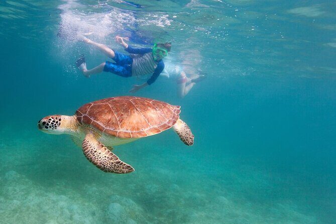 Tenerife Snorkeling Tour in turtle habitat - Practical Details: Pricing, Timing, and Group Size