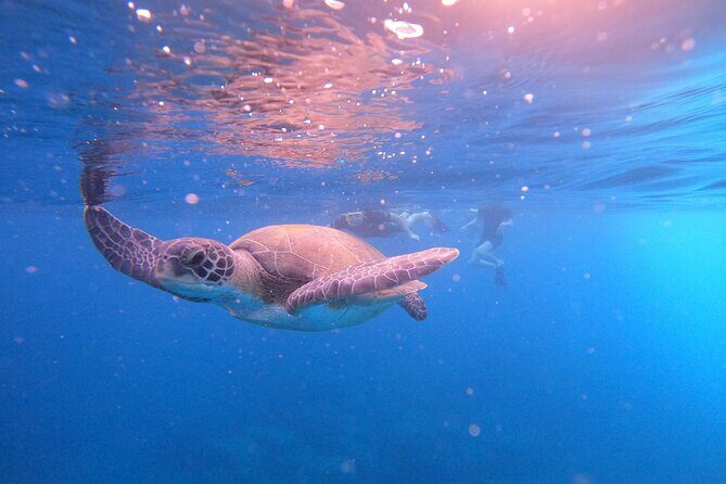 Tenerife Snorkeling Tour in turtle habitat - Who Will Love This Tour?