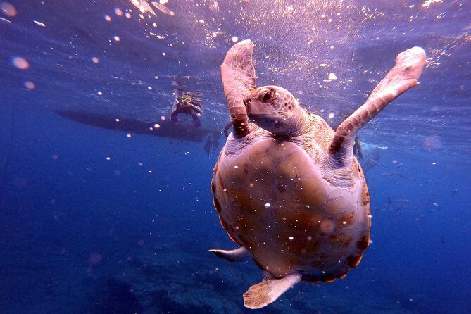 Tenerife Snorkeling Tour in turtle habitat - The Sum Up