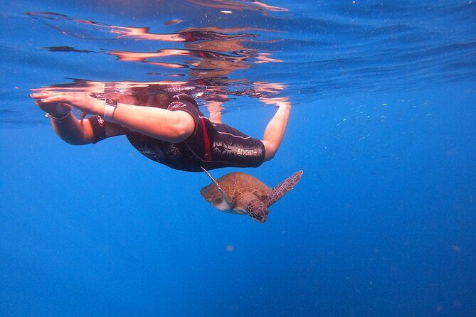 Tenerife Snorkeling Tour in turtle habitat - FAQ