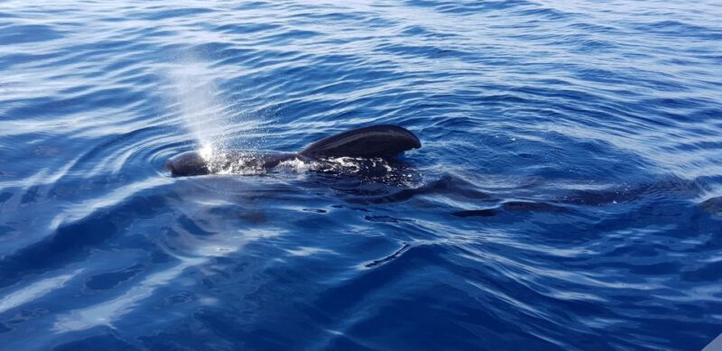 Tenerife: South Island Boat-Trip and Sea Excursion - Who Should Book This Tour?
