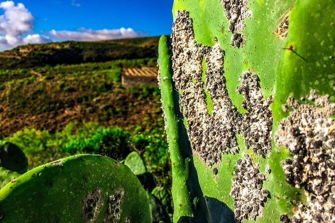 Tenerife South Private Tour: Secrets of the Volcanoes - Who Is This Tour Best For?