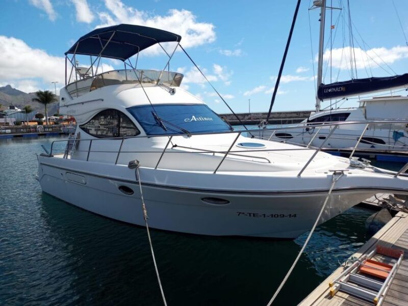 Tenerife south: safari with luxury boat , animals encounters - Tenerife South: Safari with Luxury Boat and Animal Encounters – A Complete Review