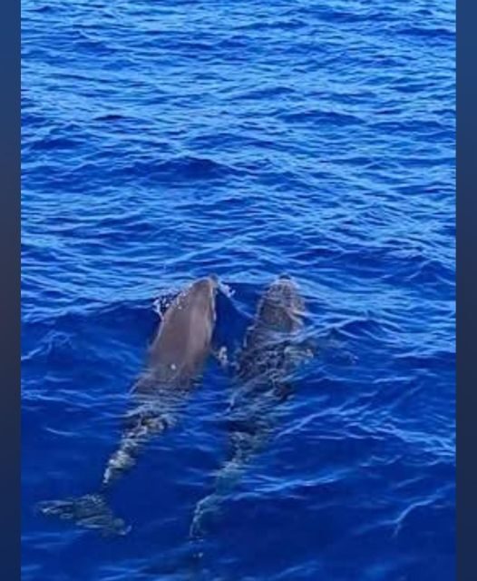 Tenerife: Sunset Catamaran Tour with Transfer, Buff & Drinks - The value of this experience