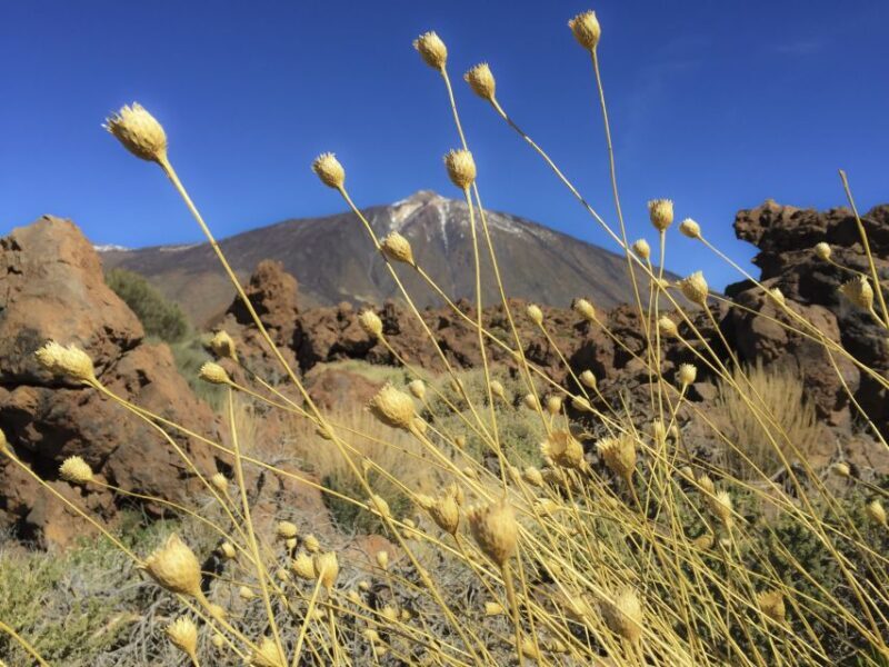 Tenerife: Teide National Park & Teno Rural Park Private Tour - Final Thoughts