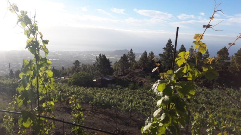 Tenerife: Tour of an Organic Vineyard with Tasting & Snacks - Key Points