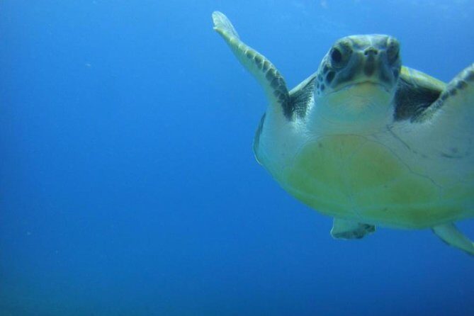 Tenerife Turtle and Snorkel Tour from Costa Adeje - The Sum Up