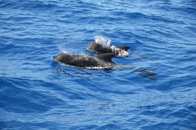 Tenerife: Whale and dolphin watching - Key Points