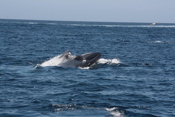 Tenerife: Whale and dolphin watching - Why This Tour Stands Out