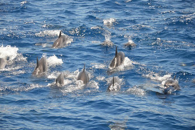 Tenerife: Whale and dolphin watching - Final Thoughts: Why this Tour Is a Top Choice