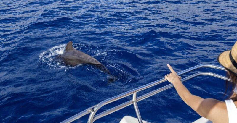 Tenerife: Whale and Dolphin Watching Tour by Sailboat - What to Expect on the Day