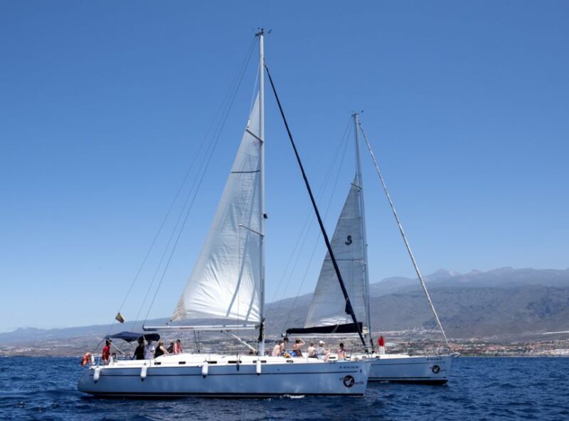 Tenerife: Whale and Dolphin Watching Tour by Sailboat - The Sum Up: Who Is This Tour Perfect For?