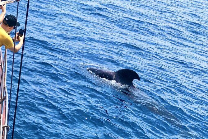 Tenerife: Whale and Dolphin Watching with a Plunge - The Itinerary in Detail: What to Expect on This Marine Adventure