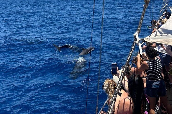 Tenerife: Whale and Dolphin Watching with a Plunge - The Sum Up: Who Should Consider This Tour?