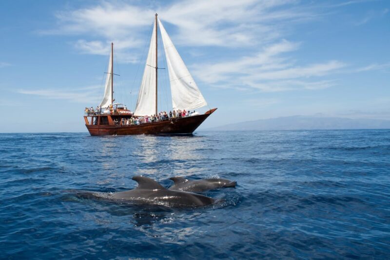 Tenerife: Whale & Dolphin Watching Cruise with Swim Stop - Key Points