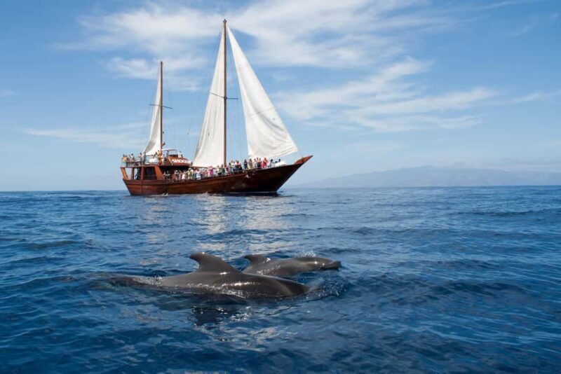 Tenerife: Whale & Dolphin Watching Cruise with Swim Stop - Who Should Consider This Tour?
